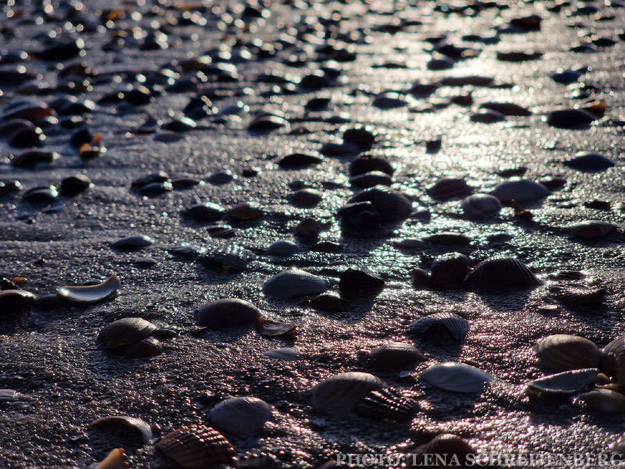 Friday haiku: shells